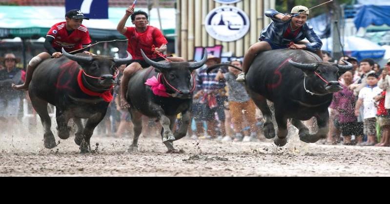Thai buffalo racers get fast and furious | Lifestyle | postguam.com