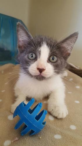 Adopt one of GAIN's Pets of the Week | Guam News | postguam.com