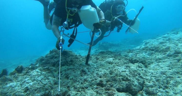 Navy scientists, divers remove predators that threaten reefs | Local ...