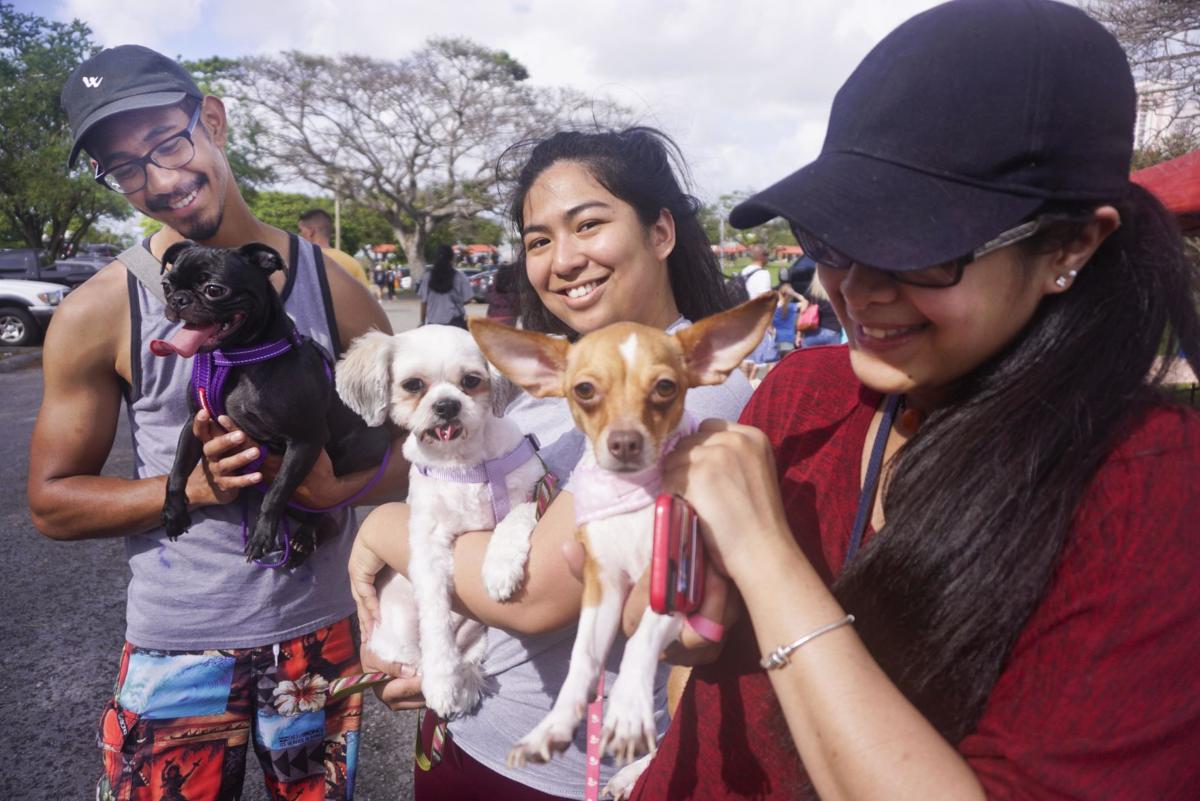 Dog adoption show promotes pet community | Guam News | postguam.com