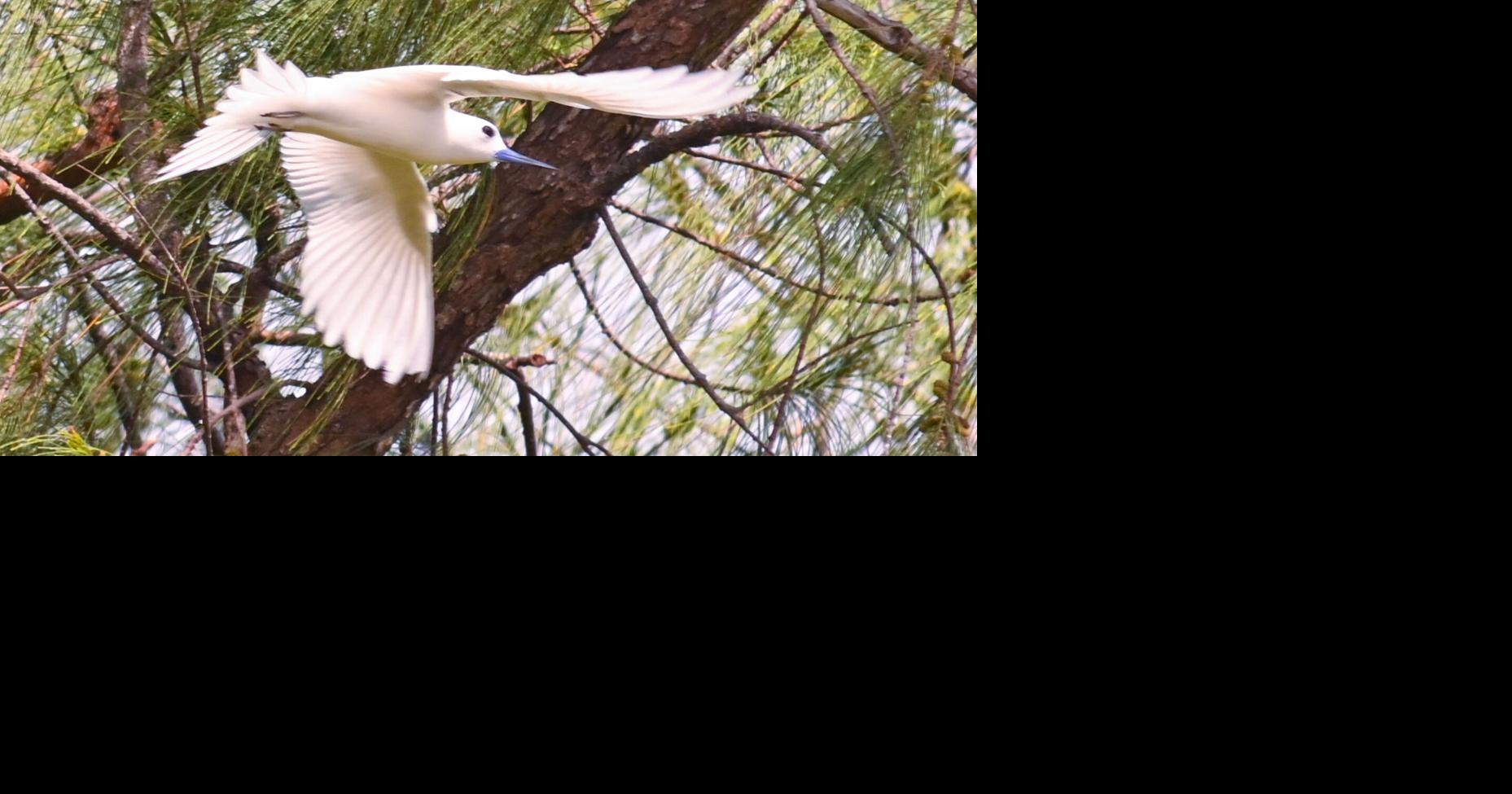 Bird watching | Guam News | postguam.com