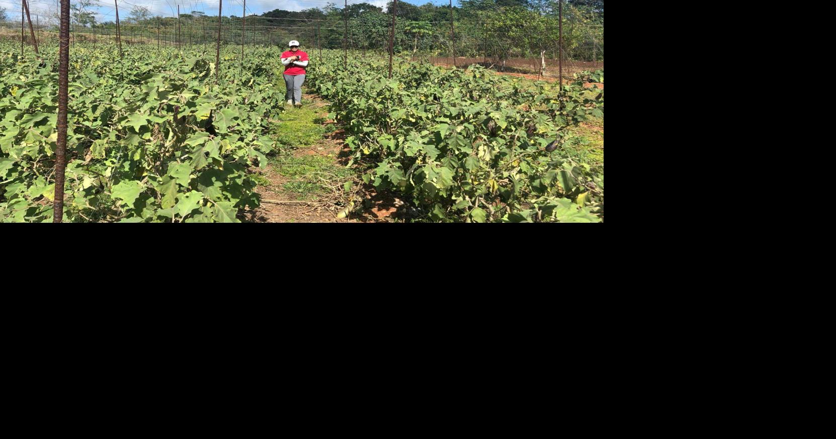 Thank you, Guam farmers and local farming advocates | Editorials ...