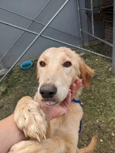 Dogs and puppies up for adoption | CNMI | postguam.com