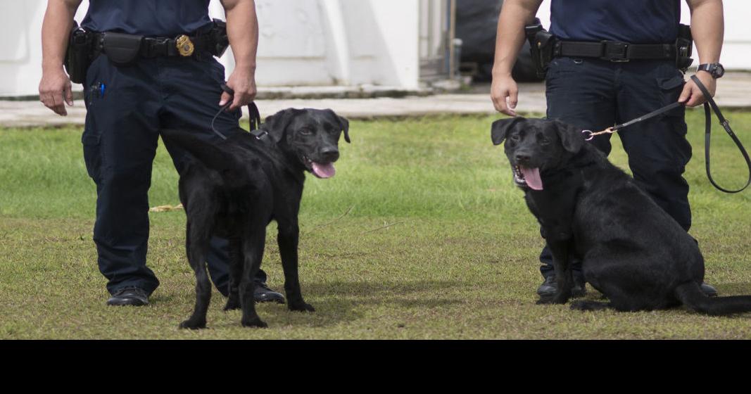 AG helps Customs with $60K to bring in drug-detection dogs | Guam News ...