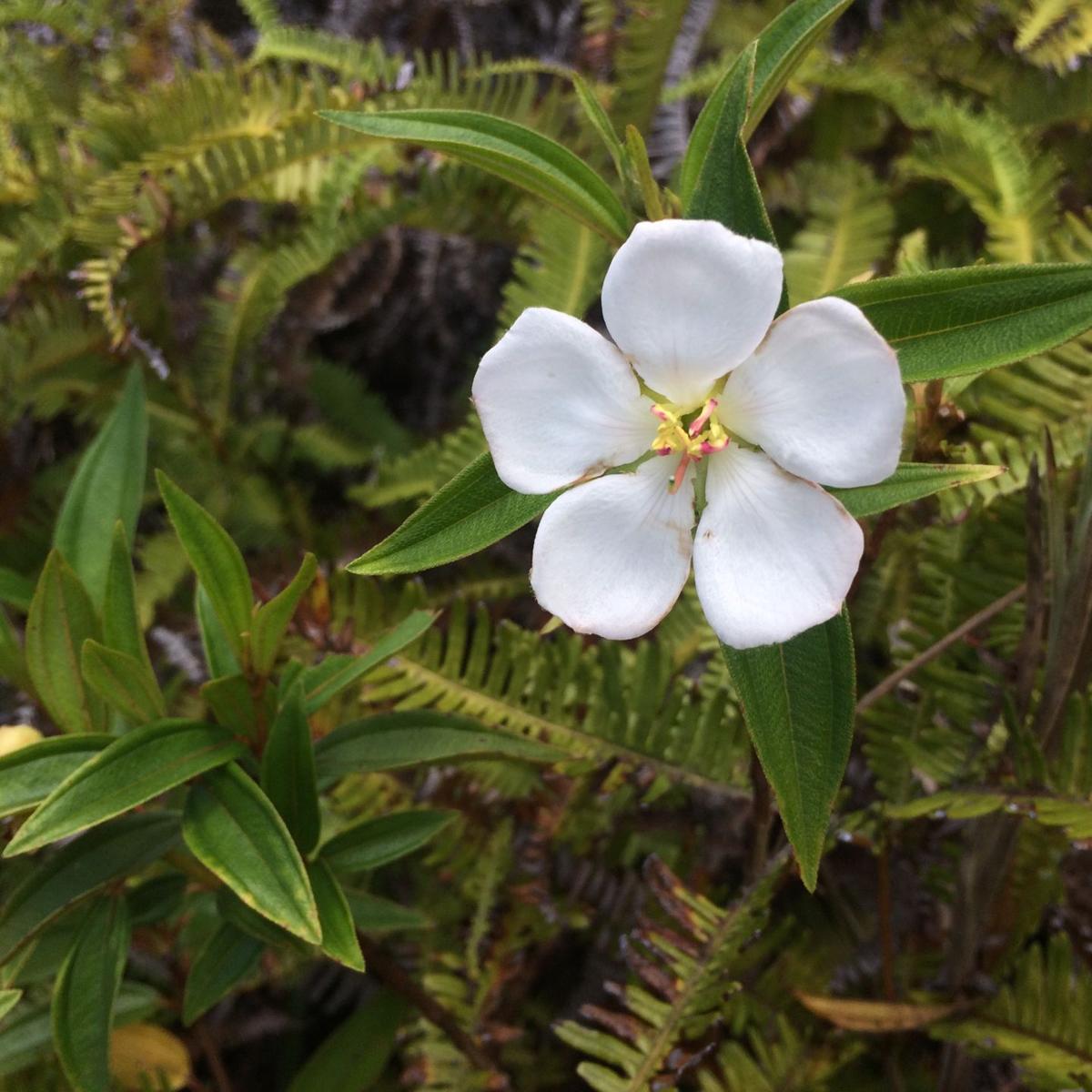 Learn how to identify native plants at workshop | Local News | postguam.com