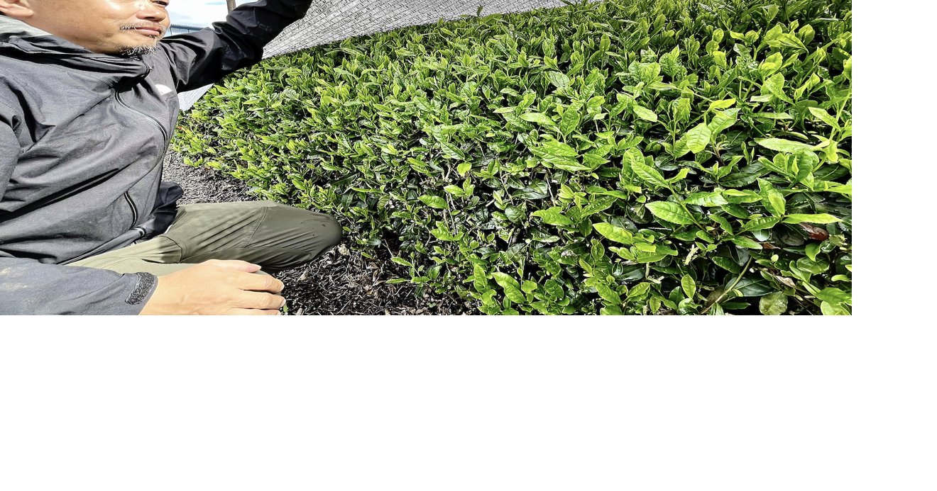 Matcha boom still simmering, but massive exports bring challenges ...