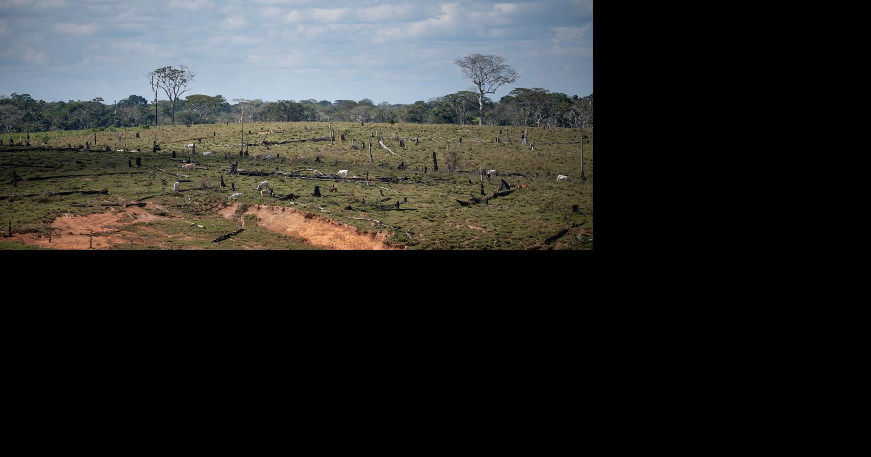 Timber companies claiming carbon credits for trees they don’t cut down ...