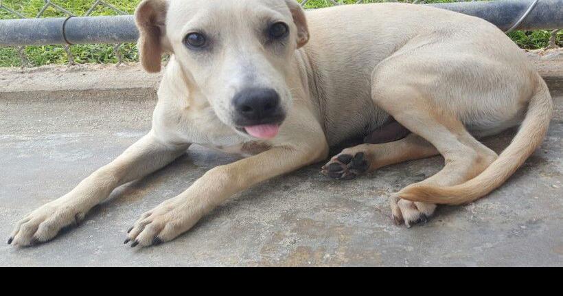 Adopt one of GAIN's Pets of the Week | Guam News | postguam.com