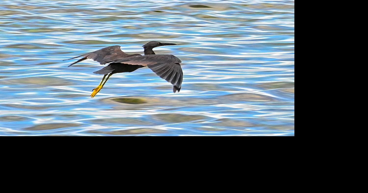 Free as a bird | Guam News | postguam.com