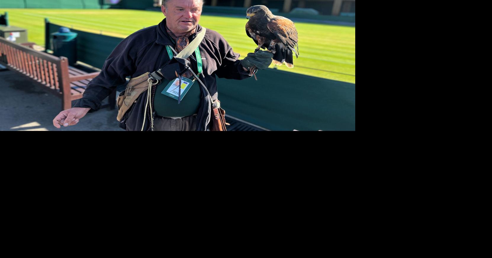 Meet Rufus, the hawk who keeps pigeons away from Wimbledon | National ...