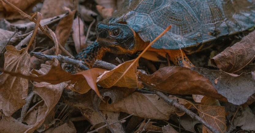 Experts are trying to save this struggling turtle species | Lifestyle ...