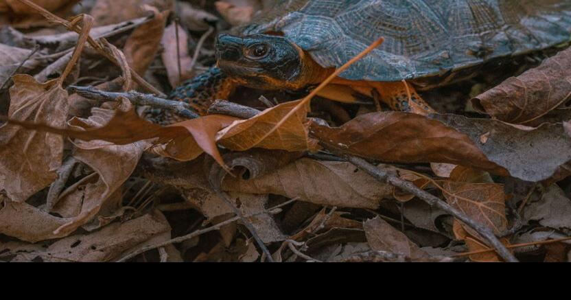 Experts are trying to save this struggling turtle species | Lifestyle ...