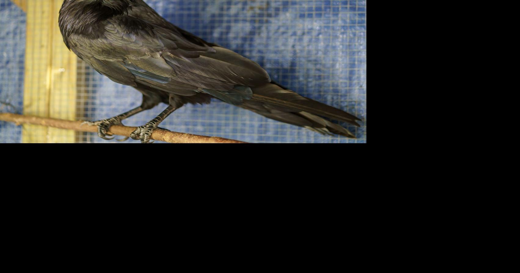 A raven was shot, left for dead. Here's how a bird-loving lawyer saved ...