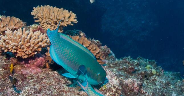 Research uncovers 30% decline in Guam’s parrotfish population | Local ...