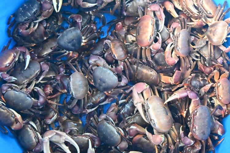 Malesso' Crab Festival returns with focus on land events, cultural ...