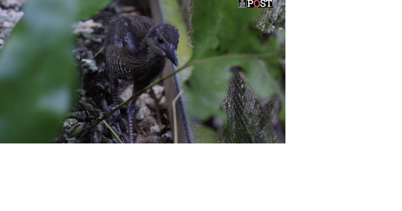 Guam's ko'ko birds thriving in captivity | Local News | postguam.com