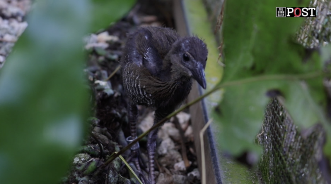 Guam's ko'ko birds thriving in captivity | Guam News | postguam.com