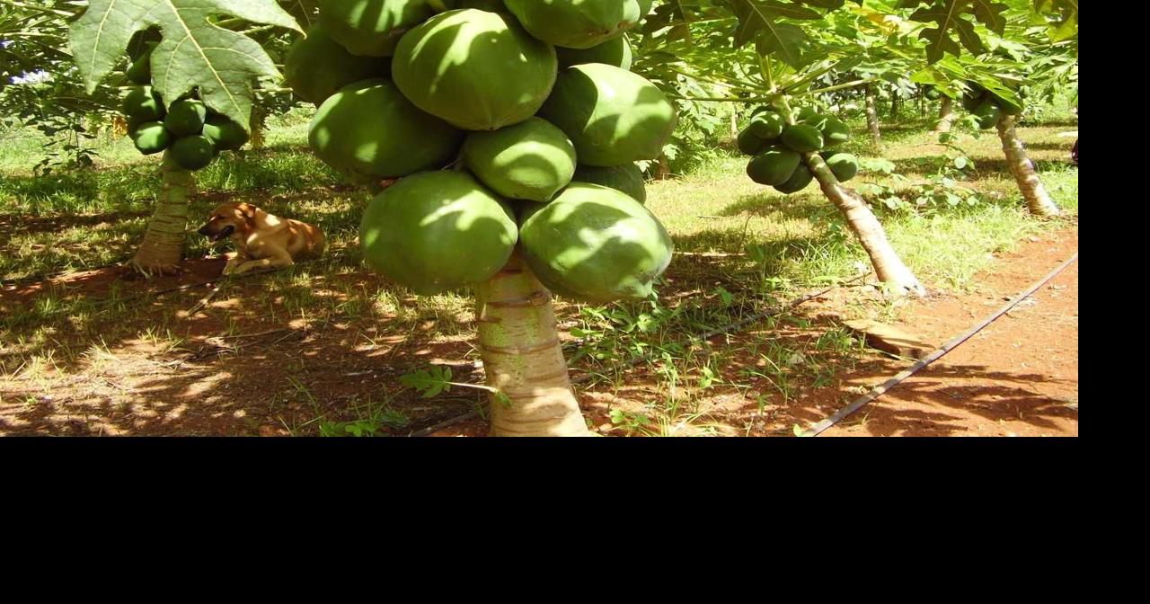 Guam has 'bright prospects' for agricultural sustainability | Local ...