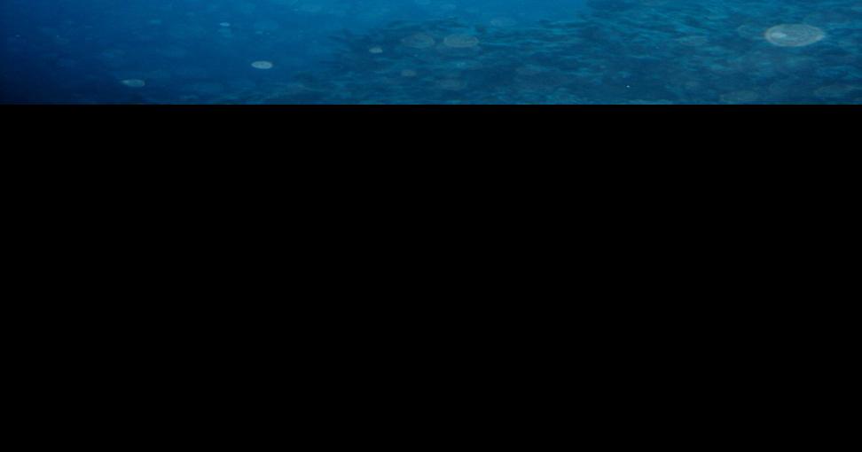 Man denies illegal possession of green sea turtle | Guam News ...