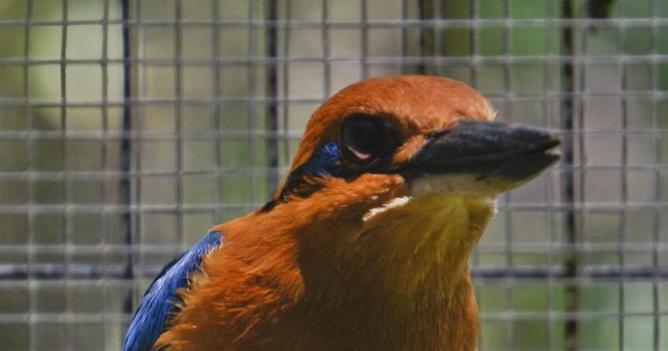 Delegate to United: Reconsider program for native Guam birds | Local ...