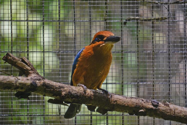 Delegate to United: Reconsider program for native Guam birds | Guam ...