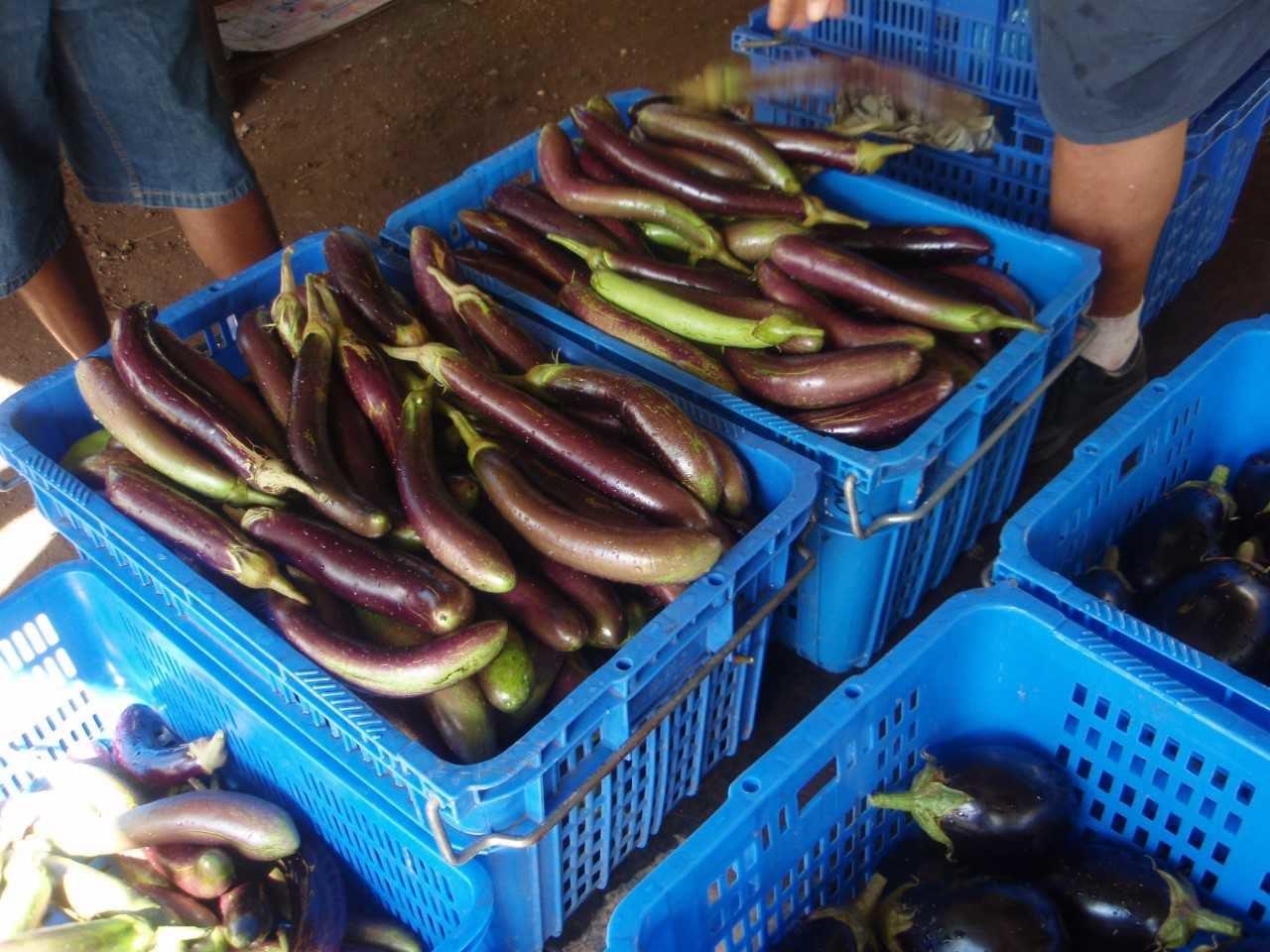 Guam has 'bright prospects' for agricultural sustainability | Guam News ...