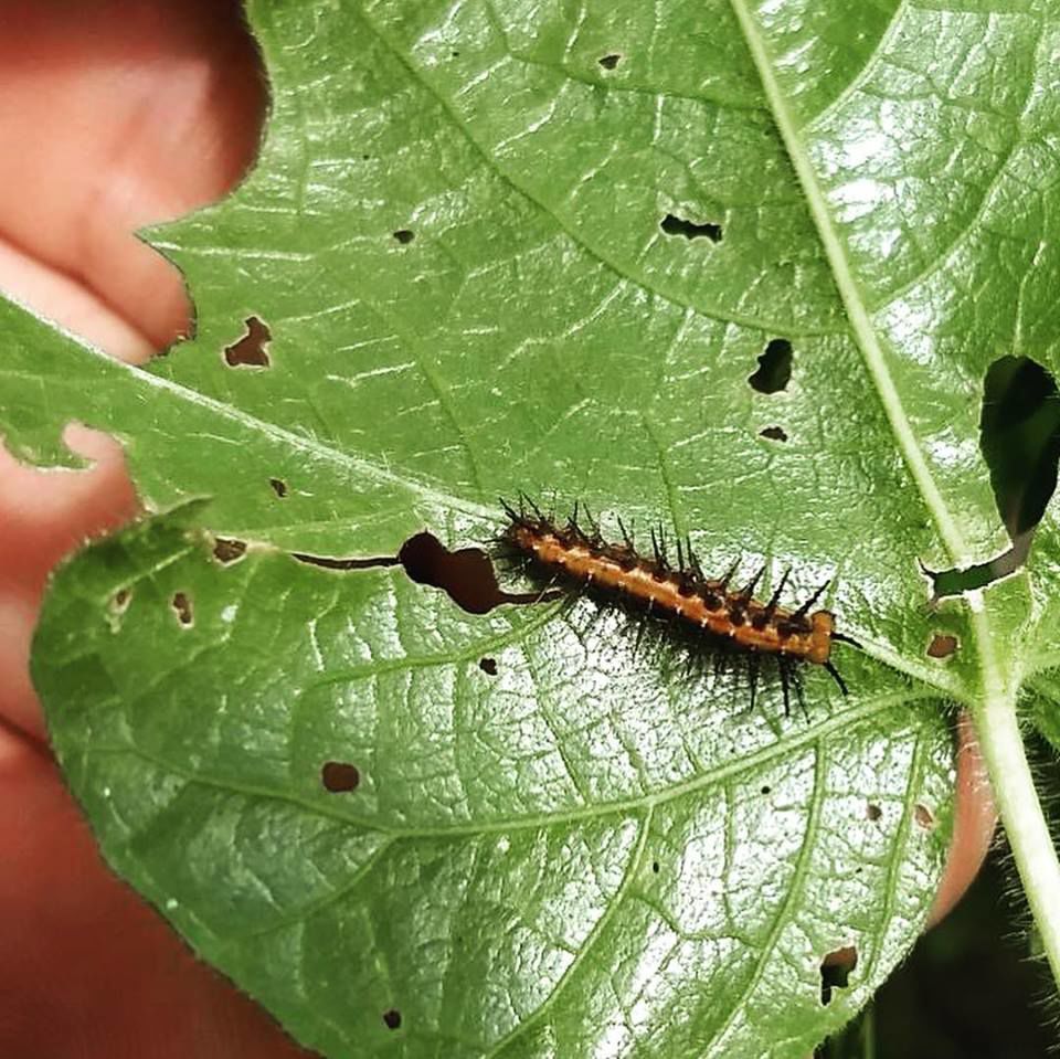 Non-native butterfly spotted on Guam | Guam News | postguam.com