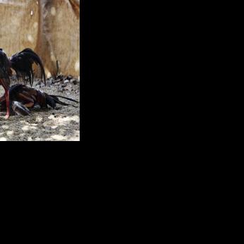 Congress members' letter calls out shipment of fighting roosters to ...