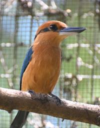 ‘A huge milestone’: Guam kingfishers lay 1st wild eggs in nearly 40 ...