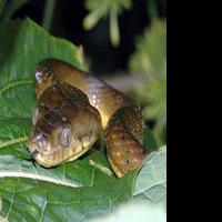 Brown tree snakes killing more than birds | Guam News | postguam.com