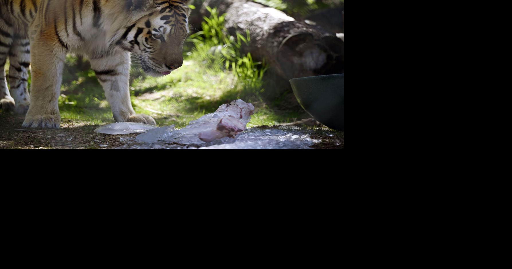 Blood popsicles, mist-making, ice baths: How zookeepers coax animals ...