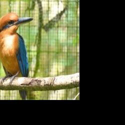 Potential release of Guam’s sihek on Palmyra Atoll | Local News ...