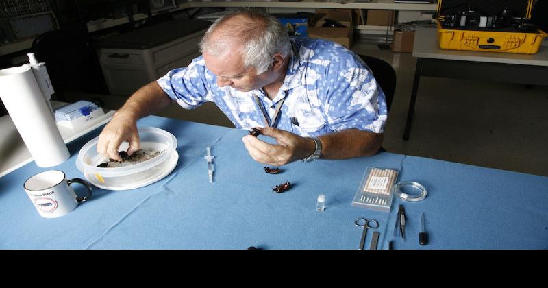 UOG coconut rhinoceros beetle program gets $240K grant | Guam News ...
