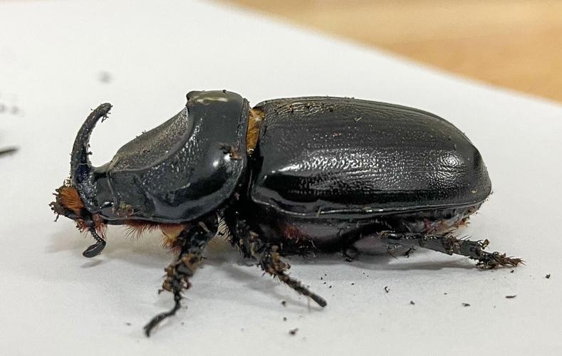 Rhino beetle found during search at port | Local News | postguam.com