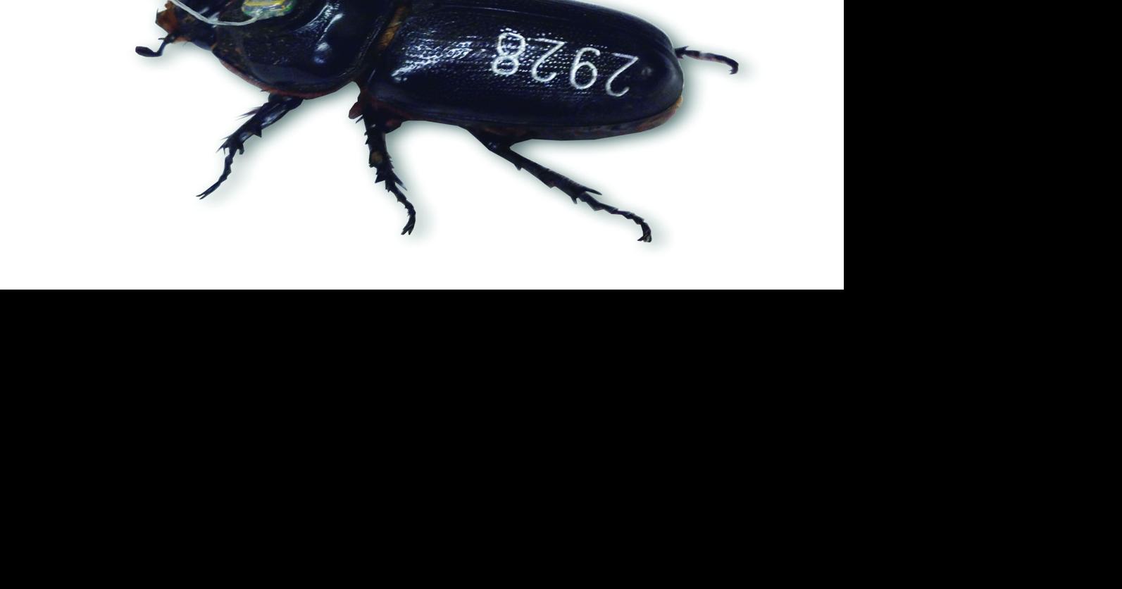 Rhino beetle radios lead to new breeding sites | Guam News | postguam.com