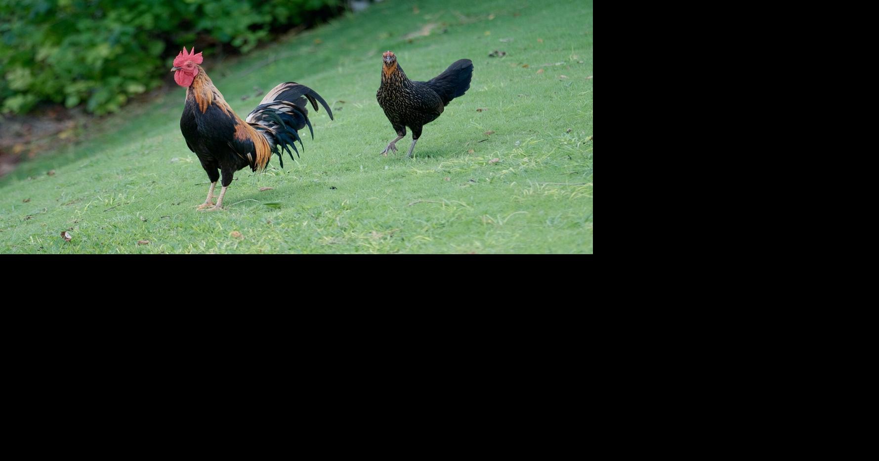 Avian flu: Ban on live poultry, hatching eggs includes Hawaii | Local ...