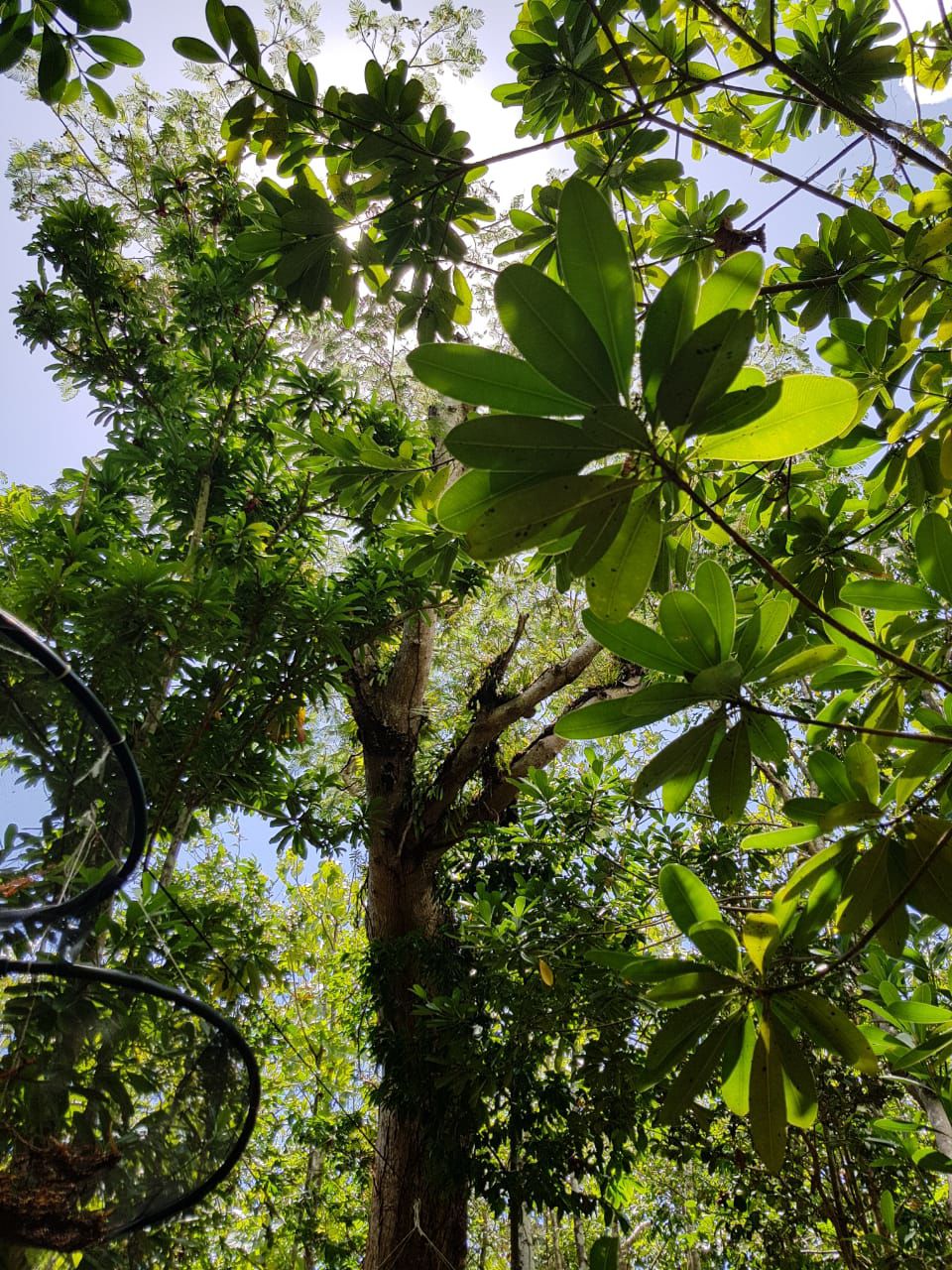 Officials talk partnership to preserve limestone forest | Guam News ...