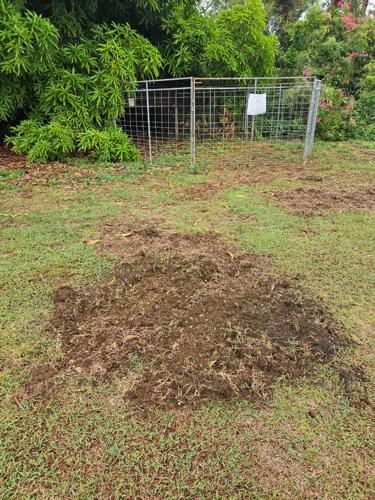 Conservation program launched to combat feral pigs in southern Guam ...