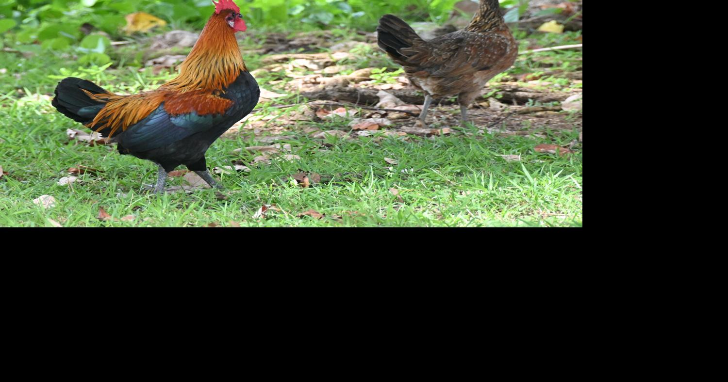 No immediate H5N1 threat. Test kits expected this week | Local News ...