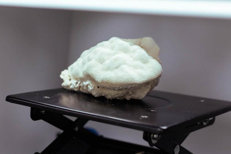 Biorepository at UOG receives 30,000-specimen coral collection | Local ...