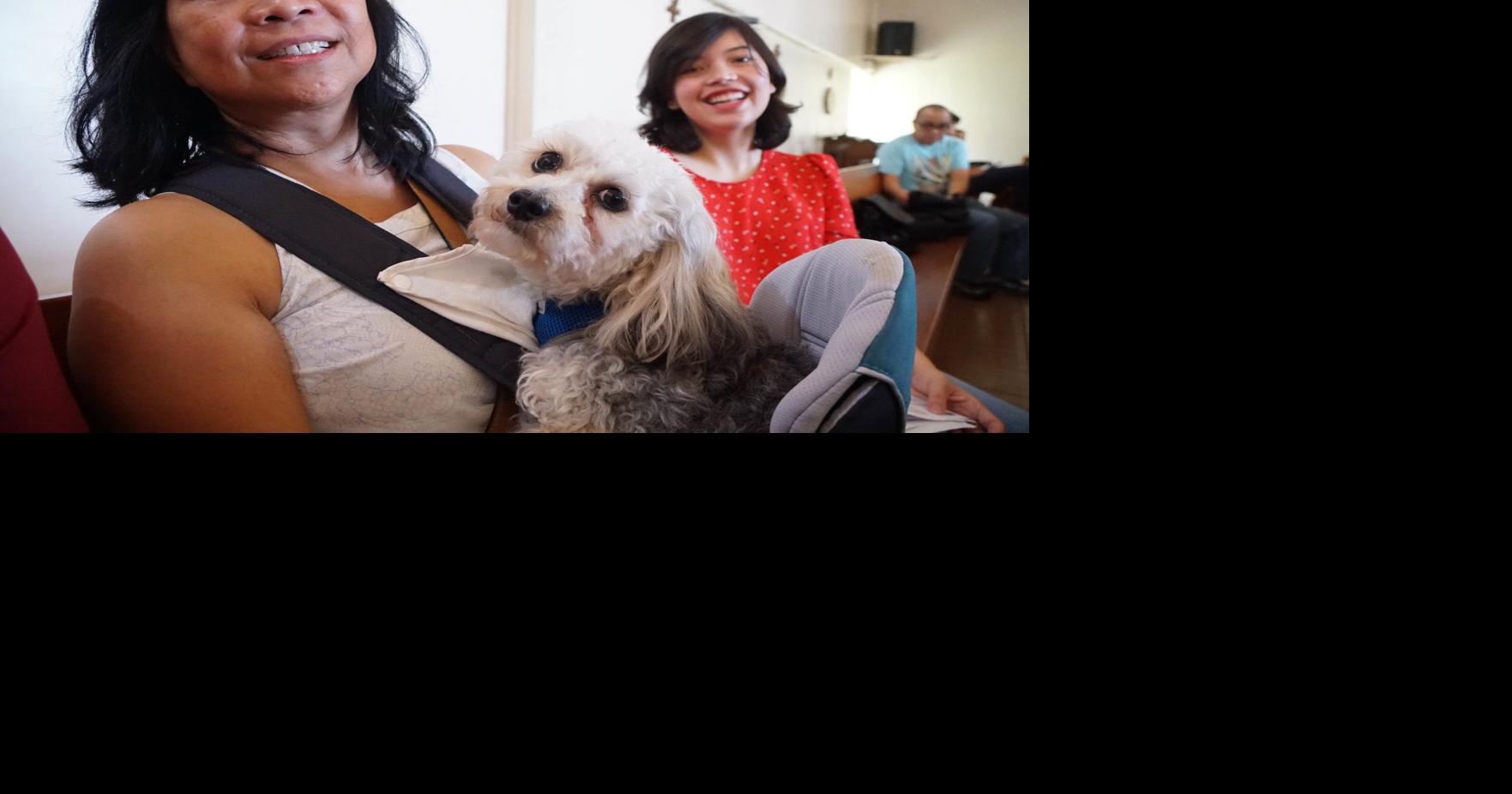 Pets receive blessings | Guam News | postguam.com