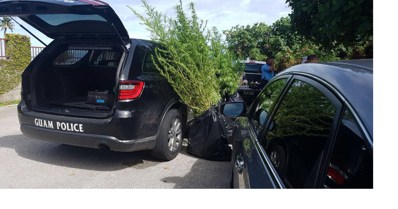 Task force investigates marijuana plantation | Guam News | postguam.com