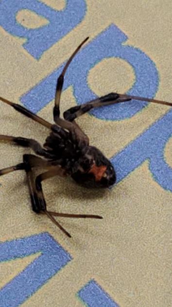 Customs finds brown widow spiders in container | Guam News | postguam.com