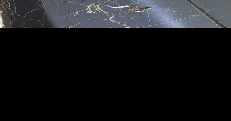 Customs finds brown widow spiders in container | Guam News | postguam.com