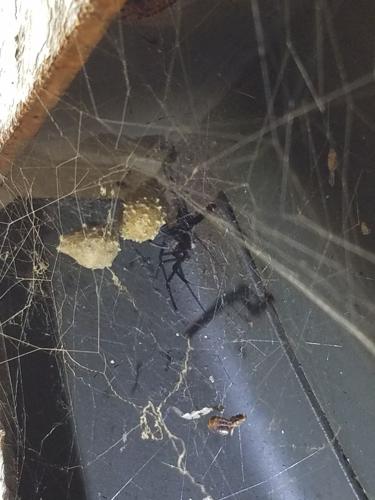 Customs finds brown widow spiders in container | Guam News | postguam.com