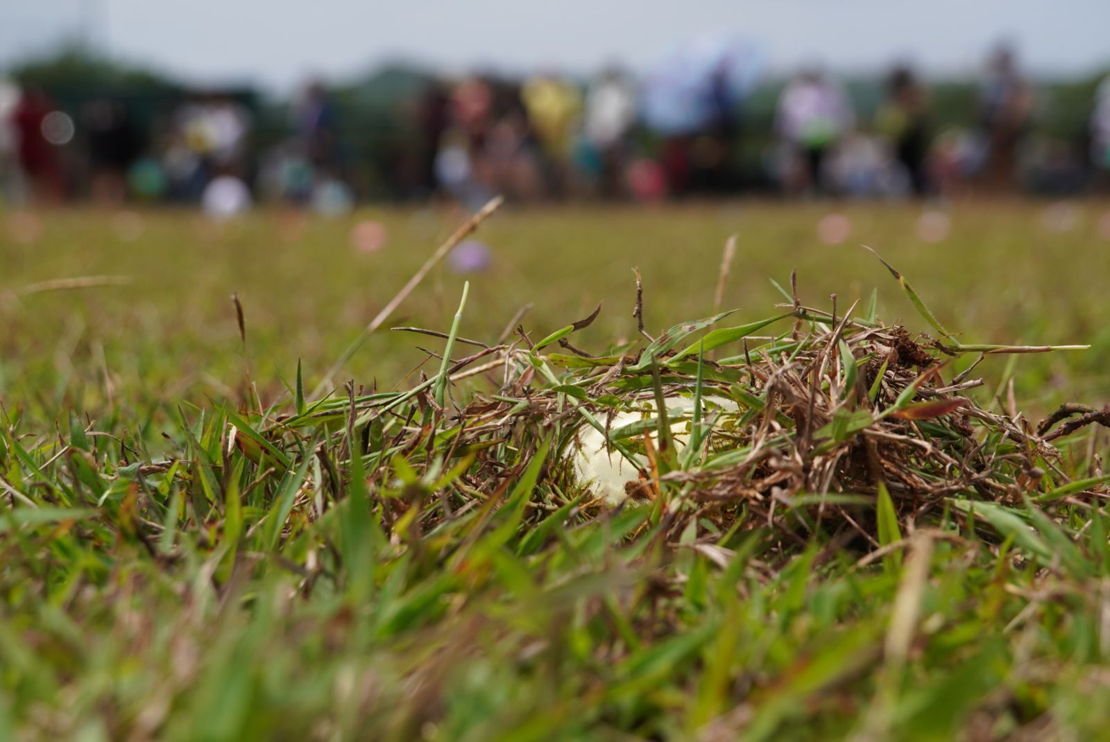 Easter Fair and Egg Hunt on March 27 | Local News | postguam.com