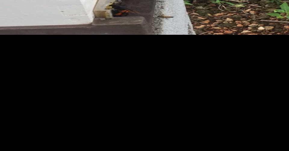 UOG team seeks solutions to invasive hornet | Guam News | postguam.com