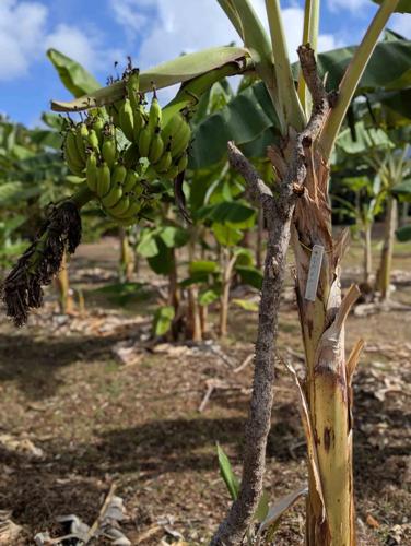 Guam's soil may hold the secret to saving your banana trees | Local ...