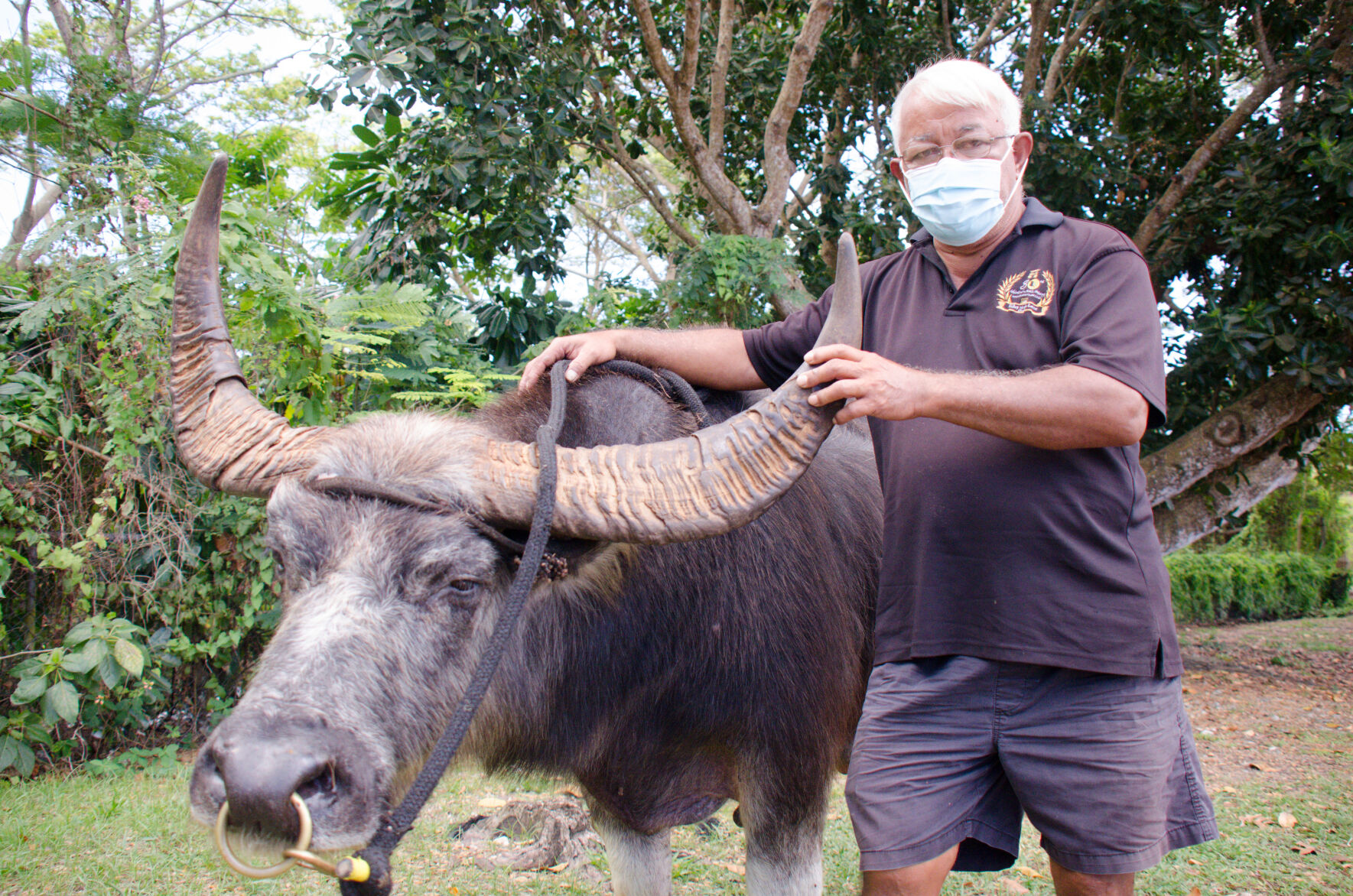 Man wants person who shot loved carabao to come forward | Local News ...
