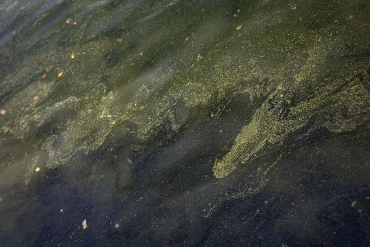The blue paint is peeling off the Reflecting Pool | Nation | postguam.com